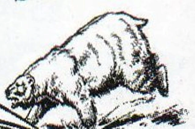 Shako/Gallery | Albion British Comics Database Wiki | Fandom