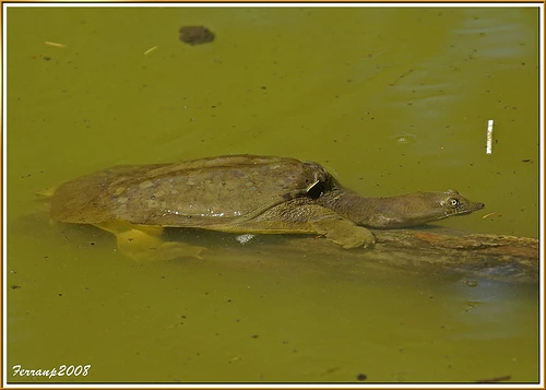 Chinese Softshell Turtle | British Herping Wiki | Fandom