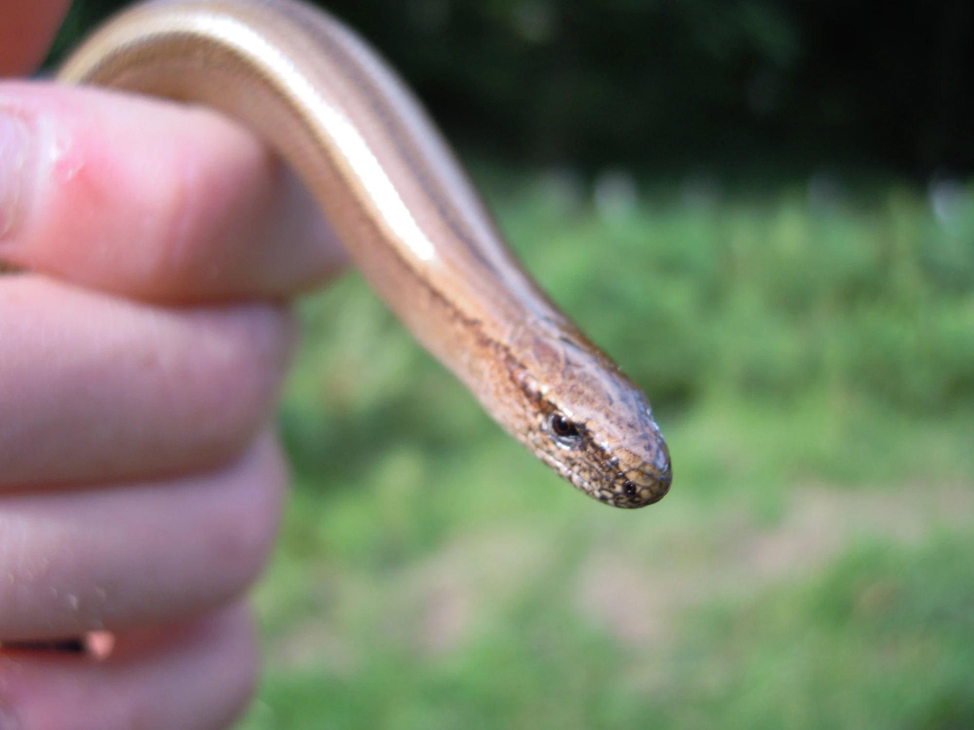 How To Catch A Slow Worm | British Herping Wiki | Fandom