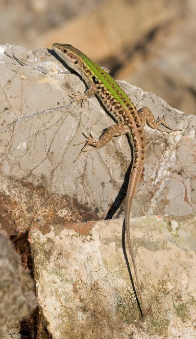Italian Wall Lizard | British Herping Wiki | Fandom