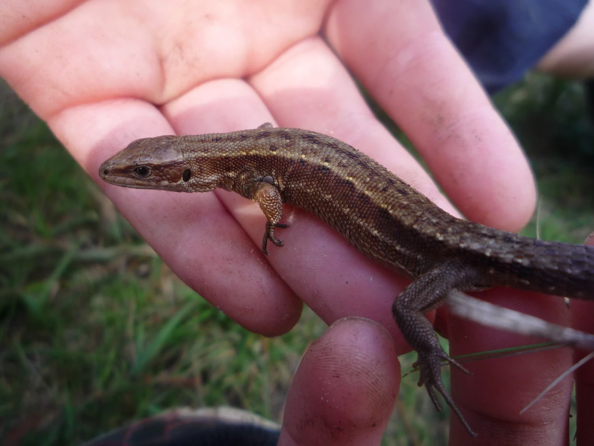 Viviparous Lizard | British Herping Wiki | Fandom