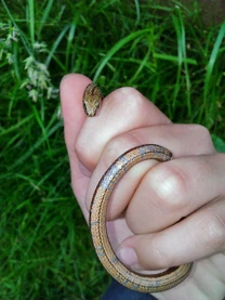 Slow Worm | British Herping Wiki | Fandom