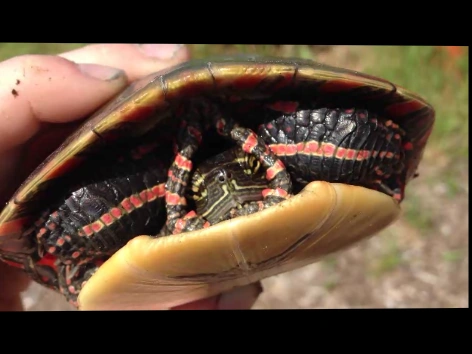 Category:Herping Help | British Herping Wiki | Fandom