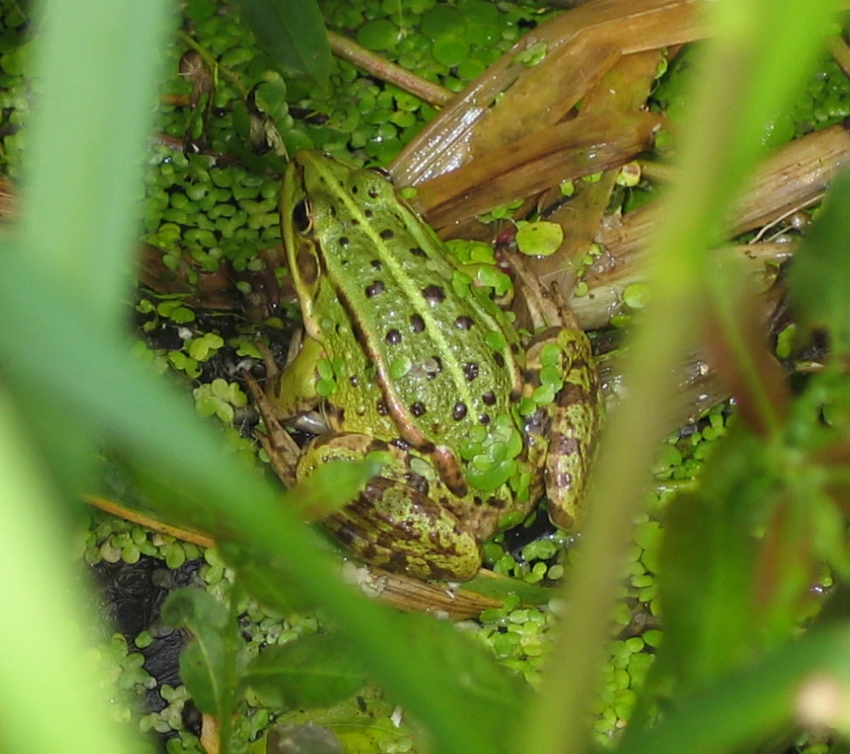 Pool Frog | British Herping Wiki | Fandom