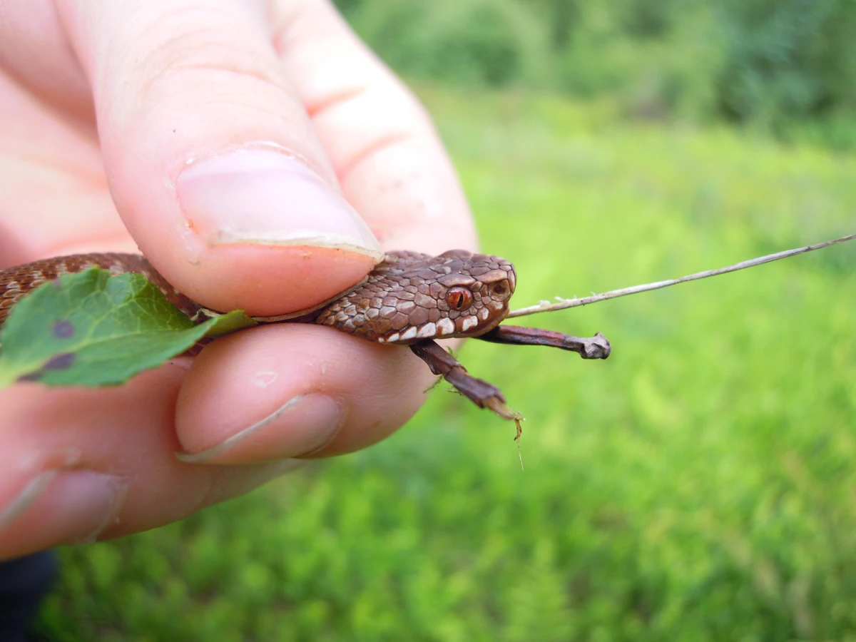 Adder | British Herping Wiki | Fandom