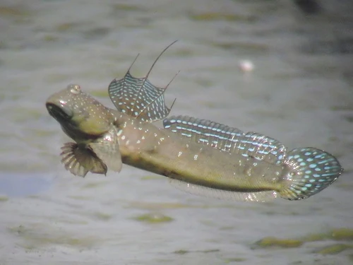 Rock Goby | British Herping Wiki | Fandom