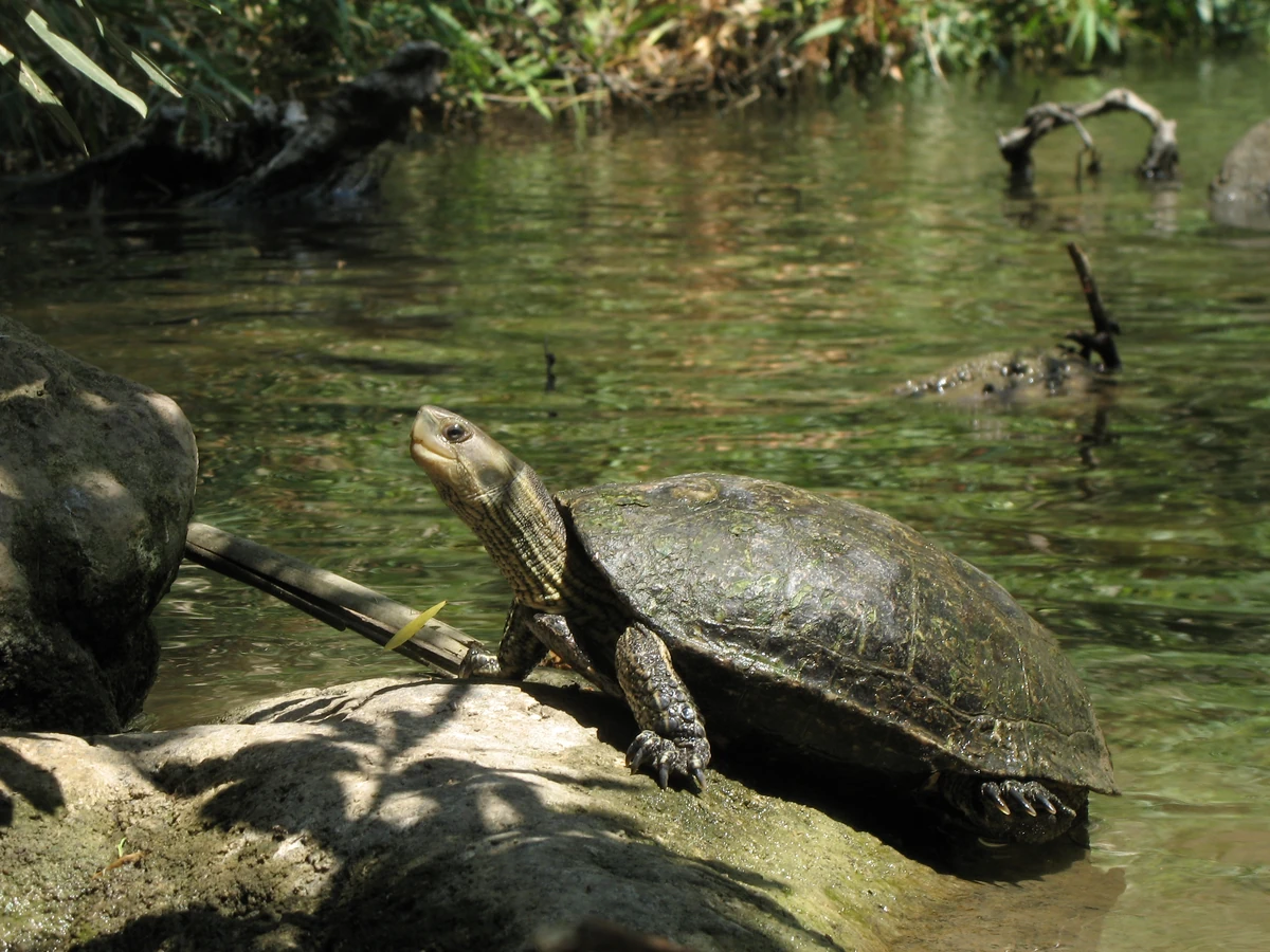 Striped-neck Terrapin | British Herping Wiki | Fandom