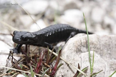 North African Fire Salamander | British Herping Wiki | Fandom