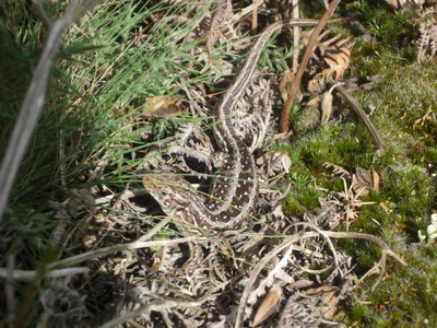Sand Lizard | British Herping Wiki | Fandom