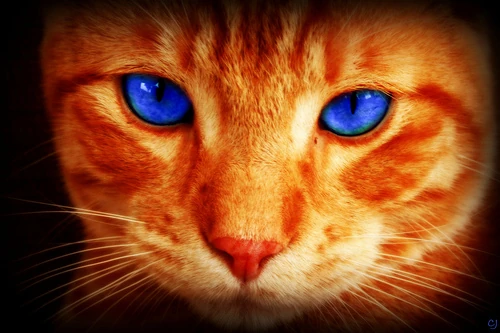 Tainted Soul | Warriors Broken Fire and Beyond Wiki | Fandom