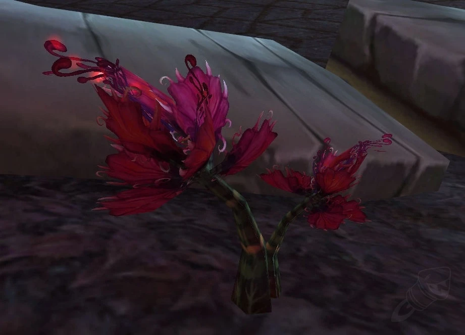 Rose de Talandra | Wiki Browmanwood | Fandom