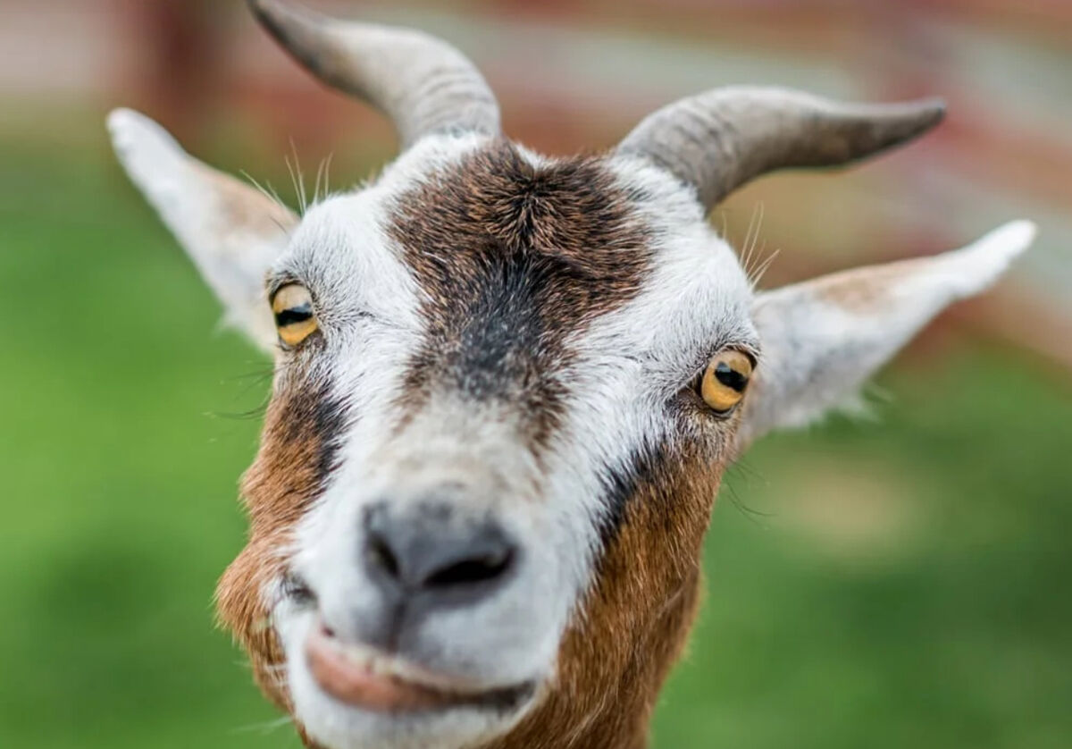Goat | Bruh Wiki skibidi toliet Wiki | Fandom Goat | Bruh Wiki skibidi toliet Wiki | Fandom