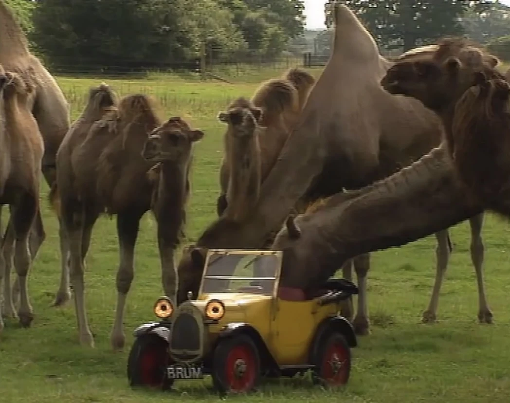 Brum on Safari | Brum Wiki | Fandom