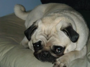 Isabella (Assassin Nation Character) | Bthayer Wiki | Fandom