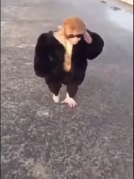 Swag Monkey | Beat Up A Kid Camp Wiki | Fandom