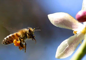 Bucky-Bees Wiki | Fandom