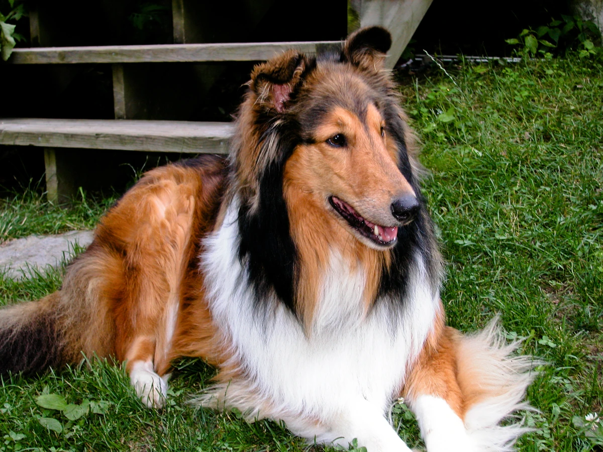 My dog | Buddybop Wiki | Fandom