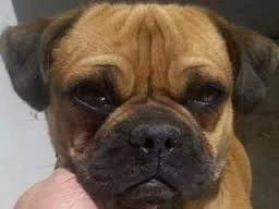 Joey | Buddybop Wiki | Fandom