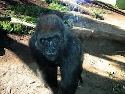 Golly Dander | Buddybop Wiki | Fandom