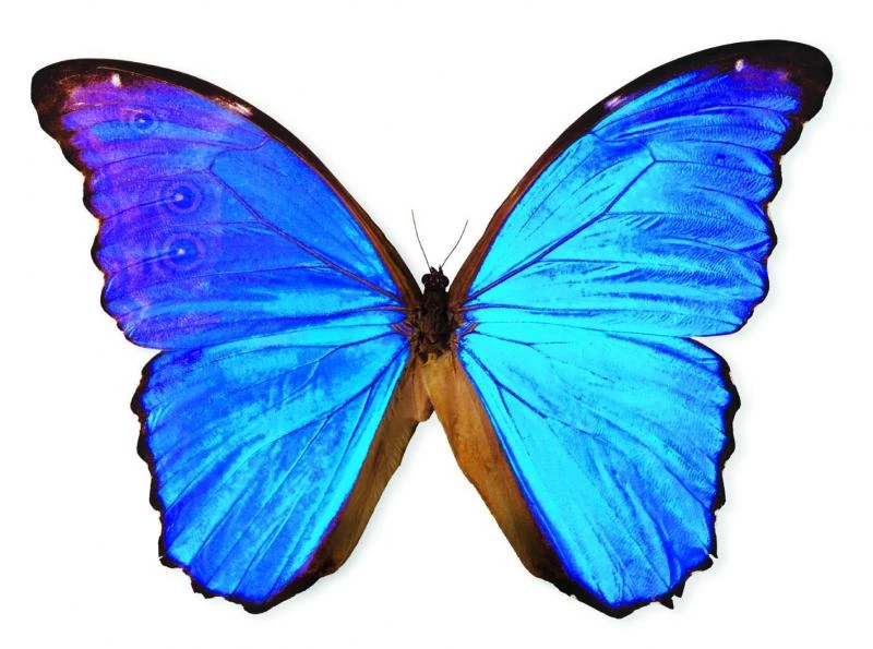 Tachyon Papillon | Future Card Buddyfight Fanon Wiki | Fandom