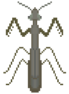 Carolina Mantis | Bug & Seek Wiki | Fandom