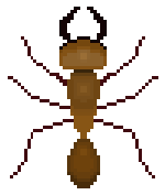 Army Ant | Bug & Seek Wiki | Fandom