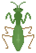 African Mantis | Bug & Seek Wiki | Fandom