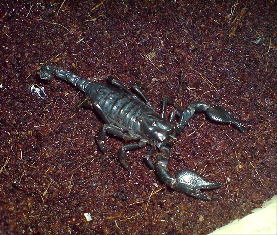 Scorpion | Bug and Insect Wiki | Fandom