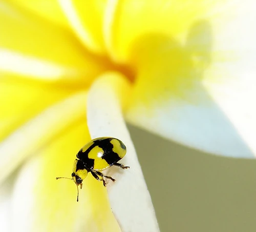 Ladybug gallery | Bug club Wiki | Fandom