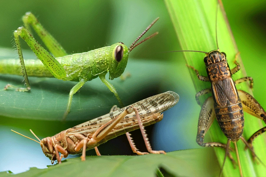 Crickets and Locusts | Bugs and Insects Wiki | Fandom