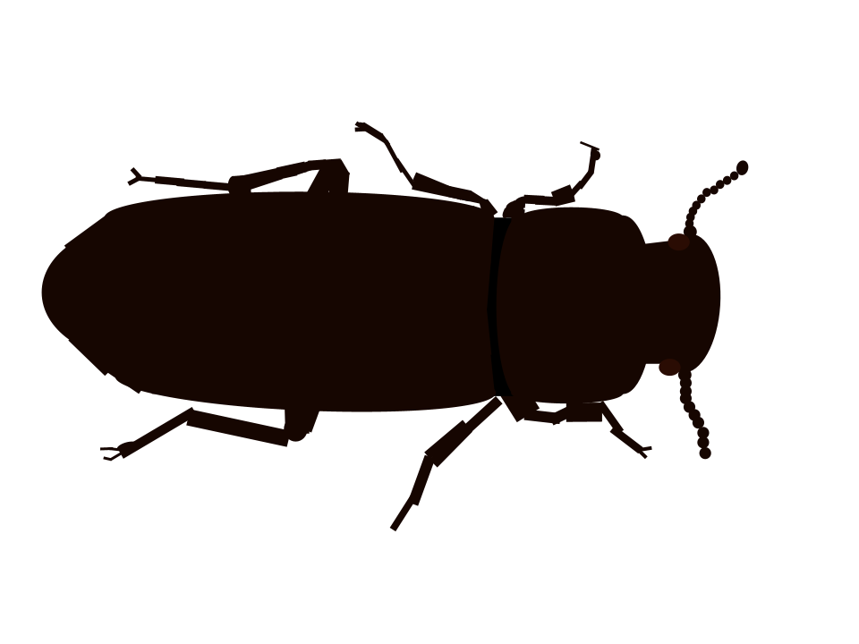 The Evil Beetle | Bugs Abode Trilogy Wiki | Fandom