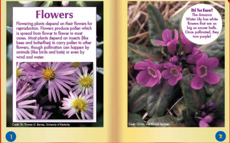 PFN Flowers | Build-A-Bear-Ville Wiki | Fandom
