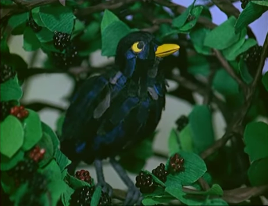 Blackbird | Bumper Films Wiki | Fandom