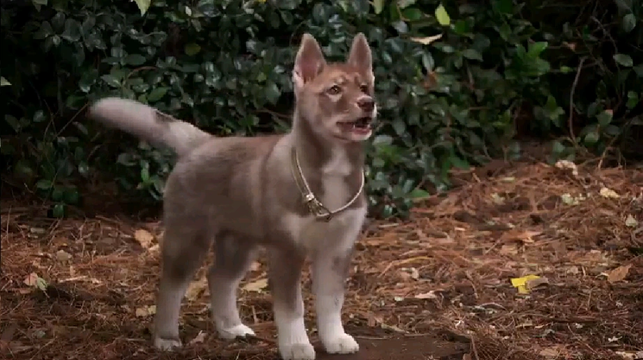 Bad Dog!/Gallery | Bunk'd Wiki | Fandom