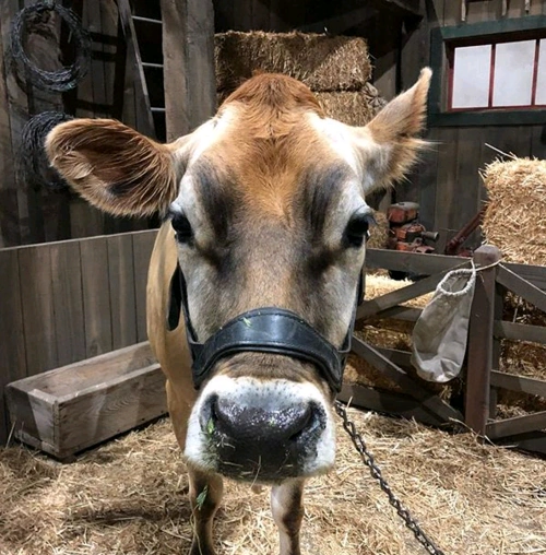 An Udder Disaster/Gallery | Bunk'd Wiki | Fandom