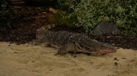 Mrs. Kipling | Bunk'd Wiki | Fandom