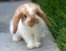 Dianne | Bunny Adentures Wiki | Fandom