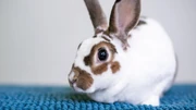 Rex Rabbit | Bunny Wiki | Fandom