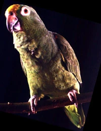 Loro real amazonico | Animal Wiki | Fandom