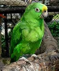 Loro real amazonico | Animal Wiki | Fandom