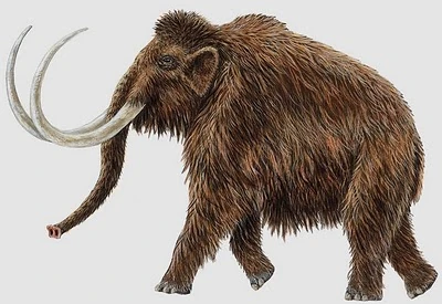 Mamut | Animal Wiki | Fandom