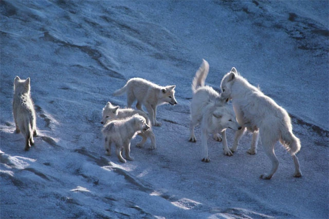 Anatomía Del Lobo ártico 10 Características Del Lobo