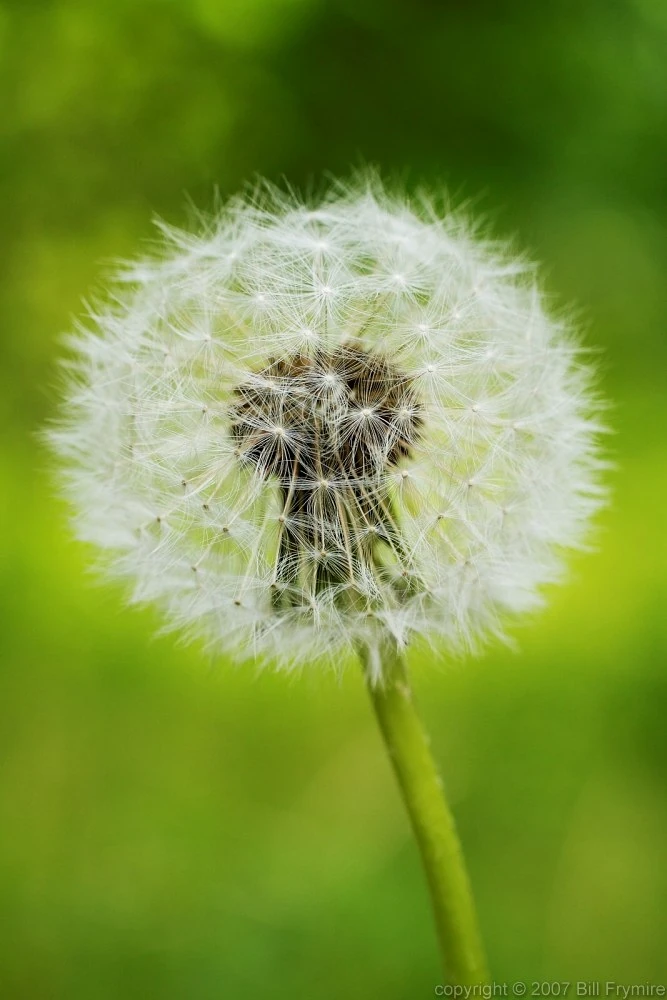 Dandelion | Bushcraft wiki | Fandom