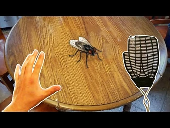 Swatting a Fly | Buttered Side Down Wiki | Fandom