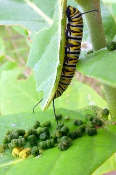 Butterfly Life Cycle: Caterpillars | Butterfly Wiki | Fandom