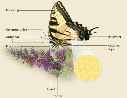 Parts of a Butterfly | Butterfly Wiki | Fandom