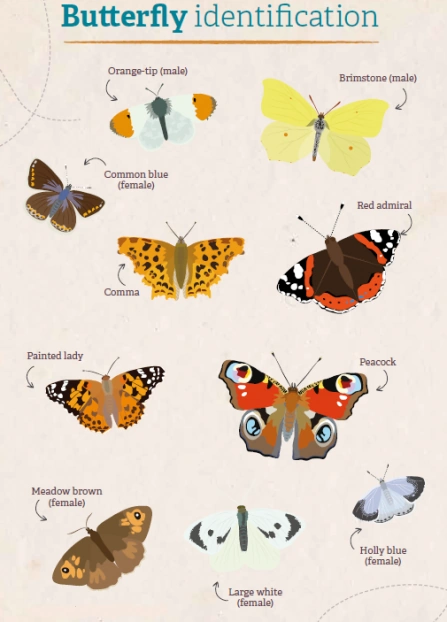 How to identify common garden butterflies | Butterfly Wiki | Fandom
