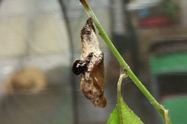 Butterfly Life Cycle: Chrysalis | Butterfly Wiki | Fandom