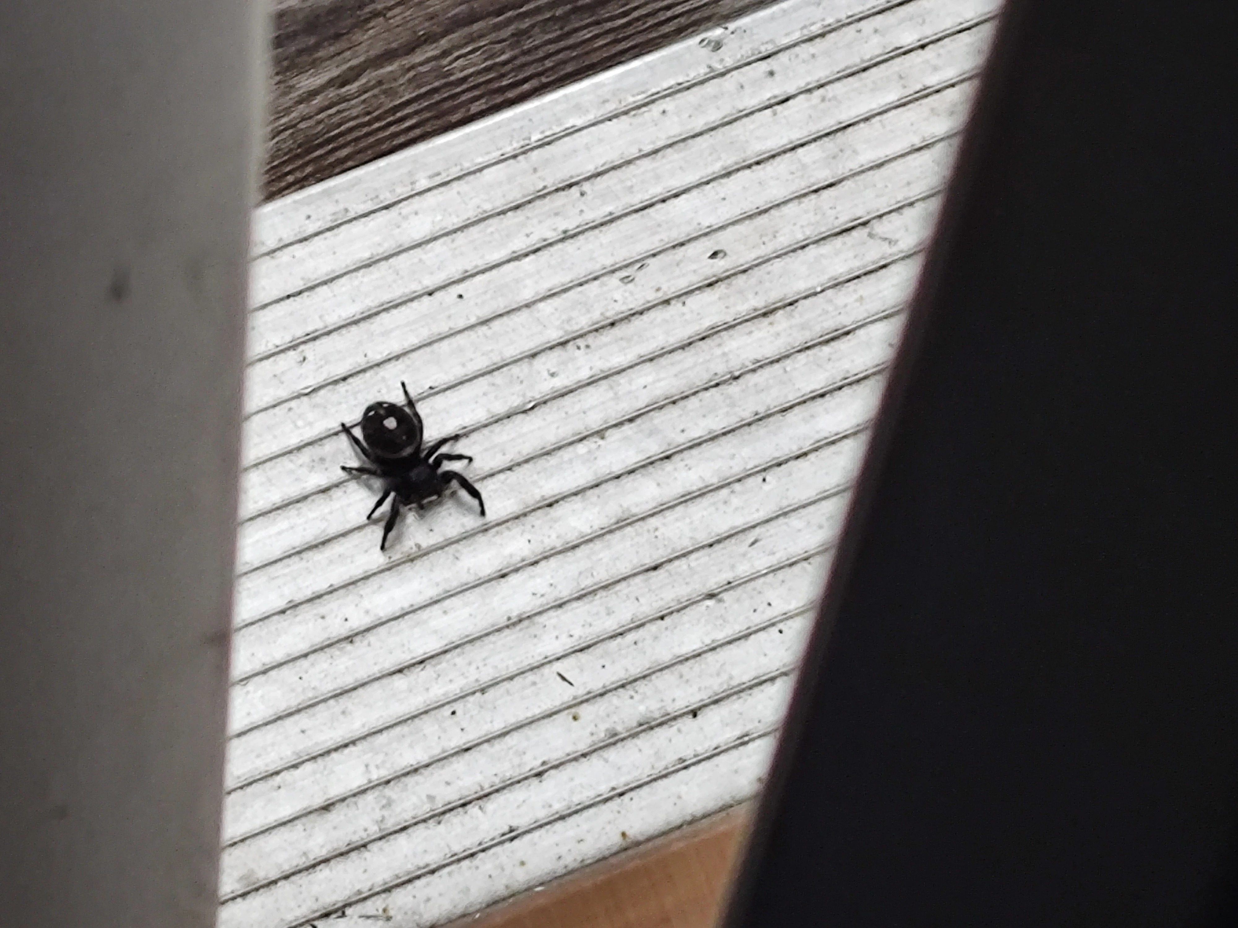 We should get a jumping spider critter | Fandom