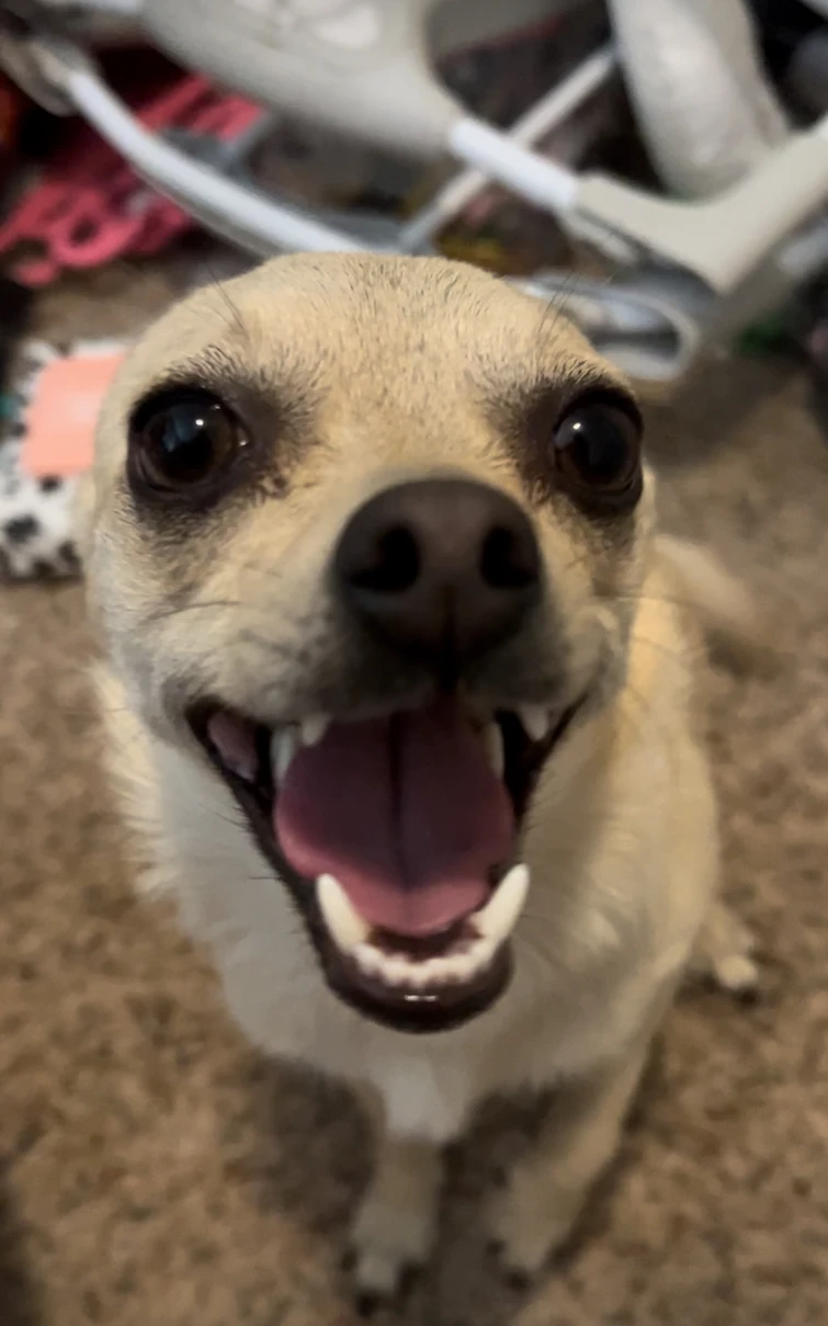 What would you do if you saw this puppy in your closet? | Fandom